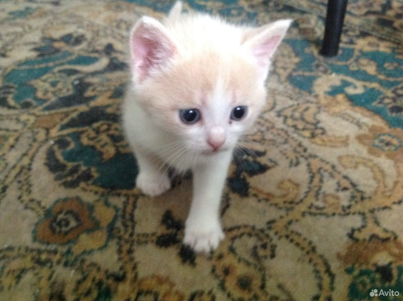 Британский персик