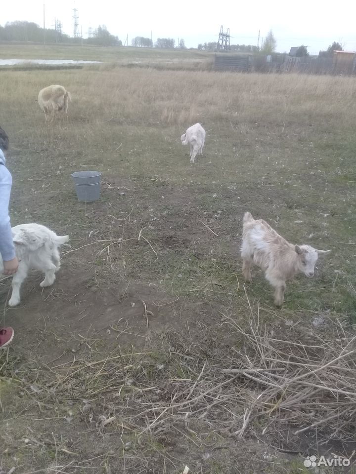 Продам козлов