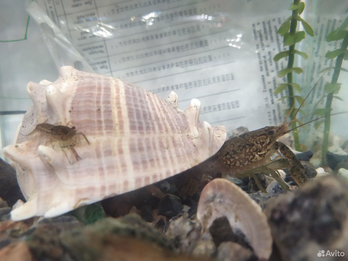 Мраморный рак