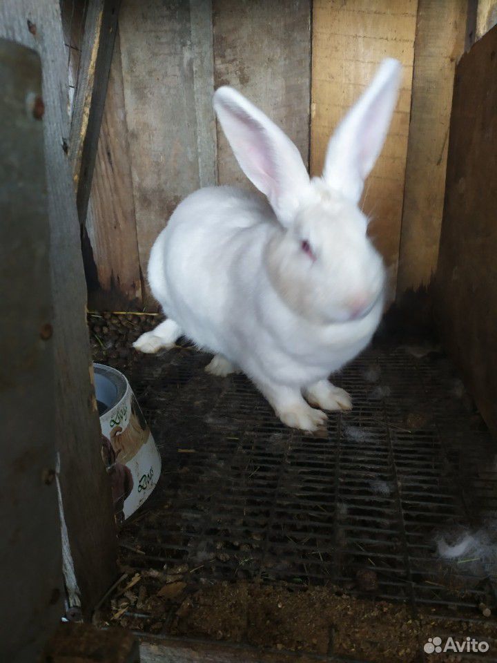 Белый паннон