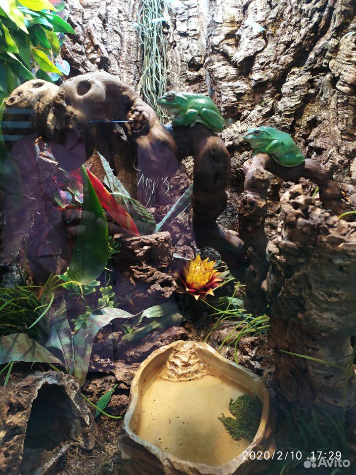 Лягушки,оптом