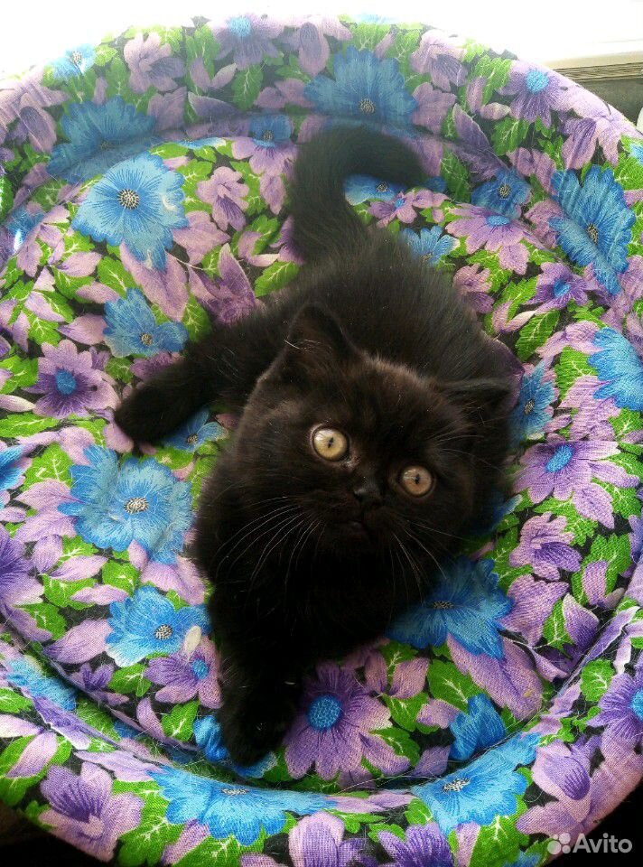 Шотландский прямоухий котенок