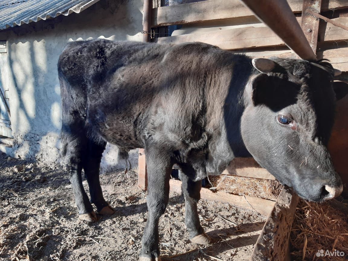 Бычок на докорм