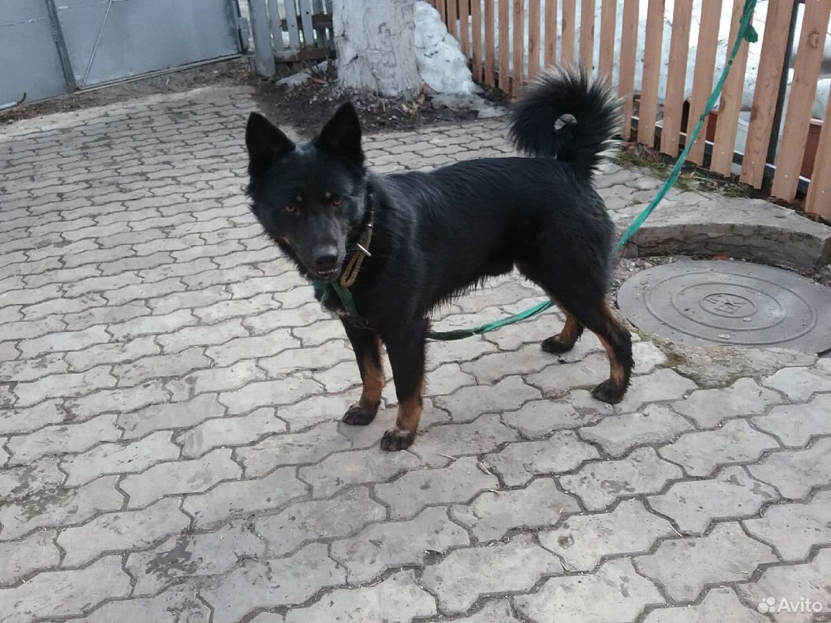 Кобель Гера,1 год