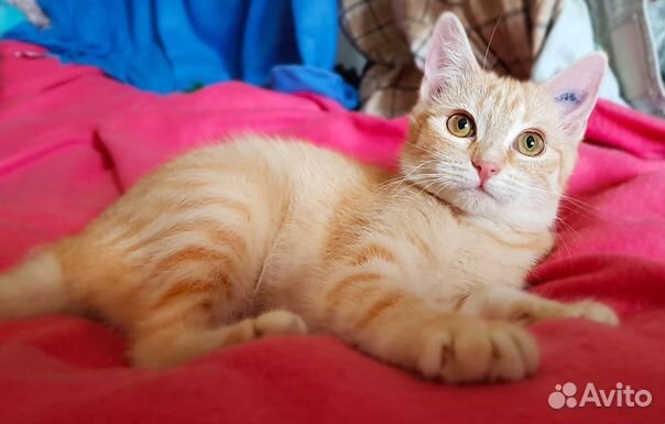 Кошка Шафрана