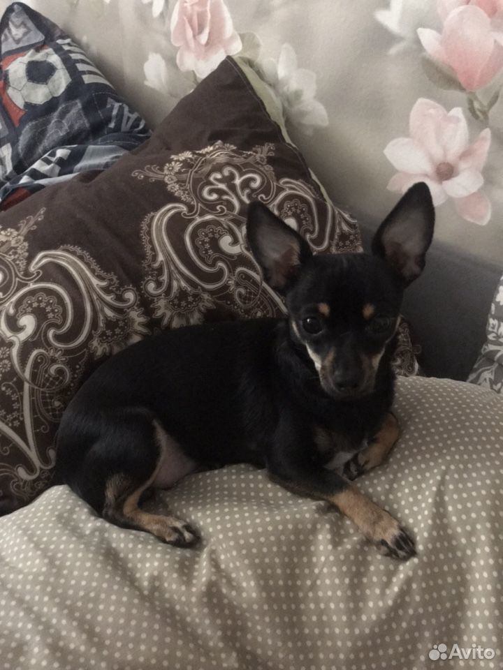 Той-терьер девочка на вязку