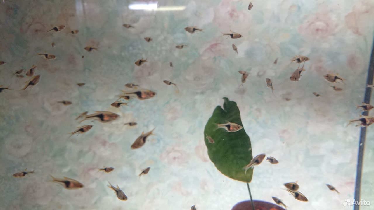 Расбора гетероморфа