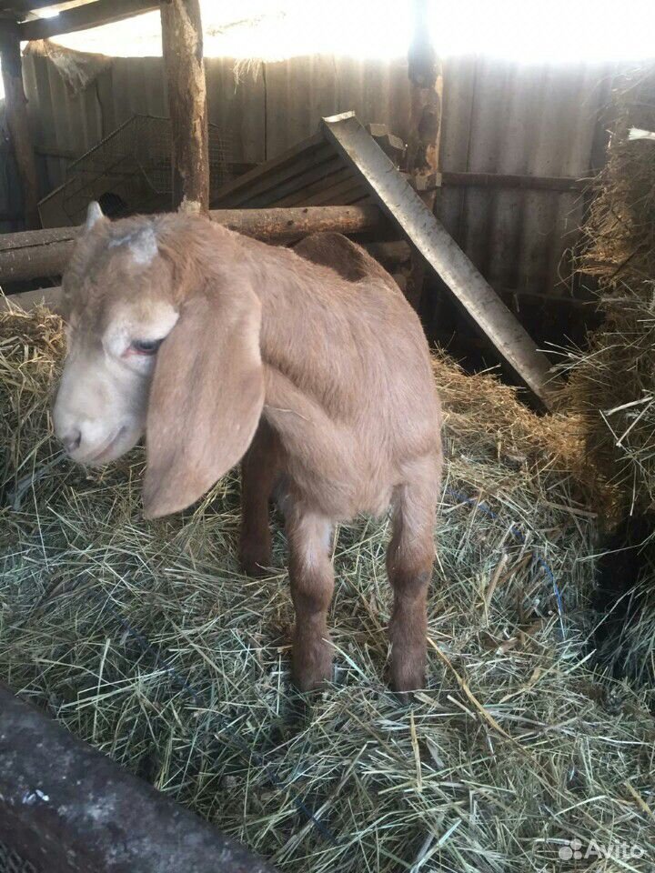 Козлик нубийский