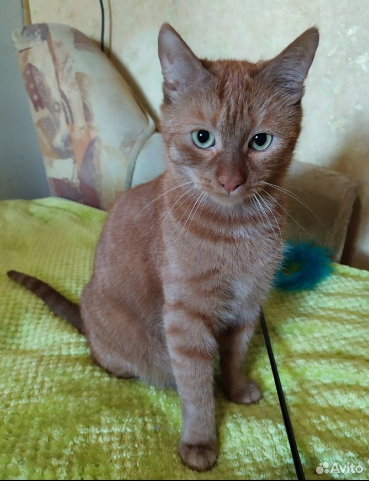 Кот Лео в дар