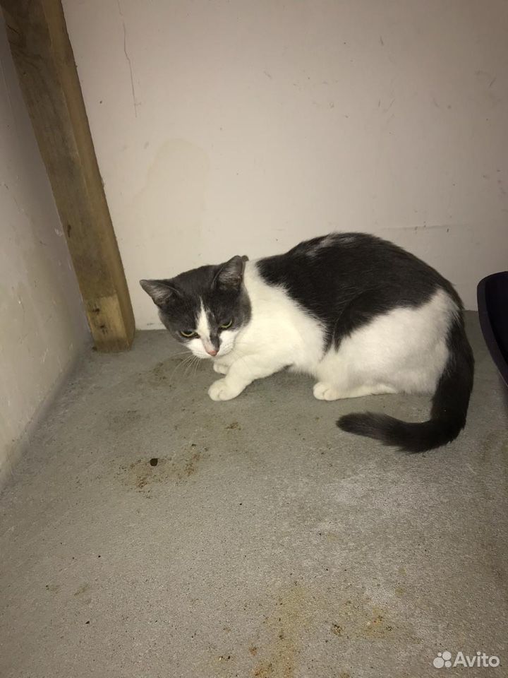 Кошка Умка, мышиный враг номер 1