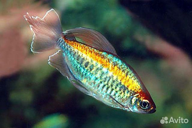 Аквариумные рыбки