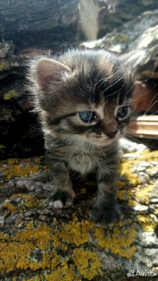 Майские котята