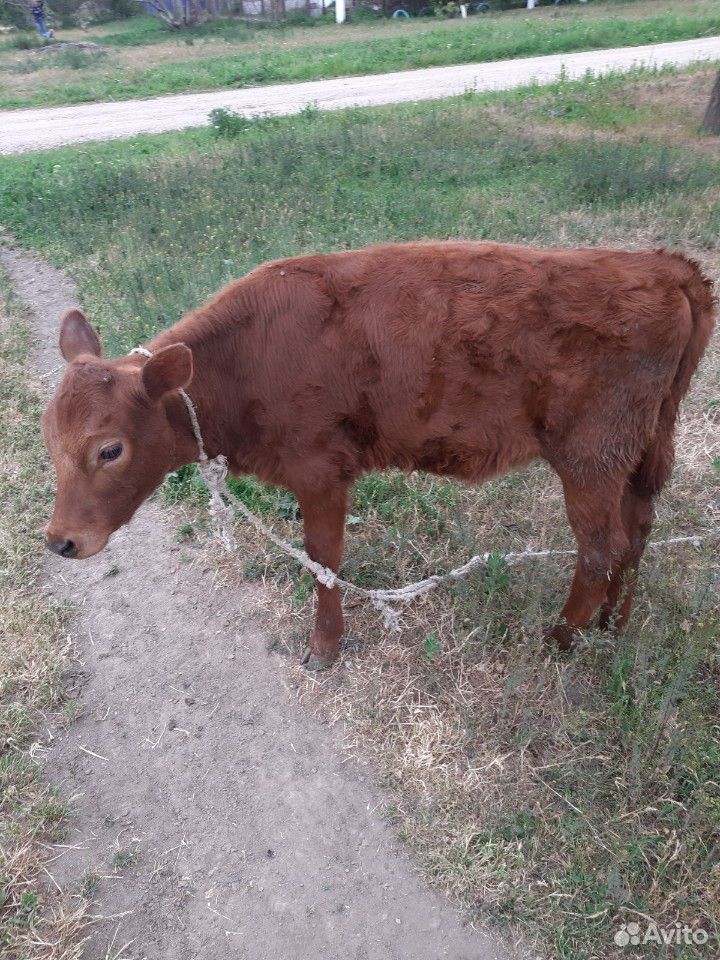 Телочка от высоко доеной коровы