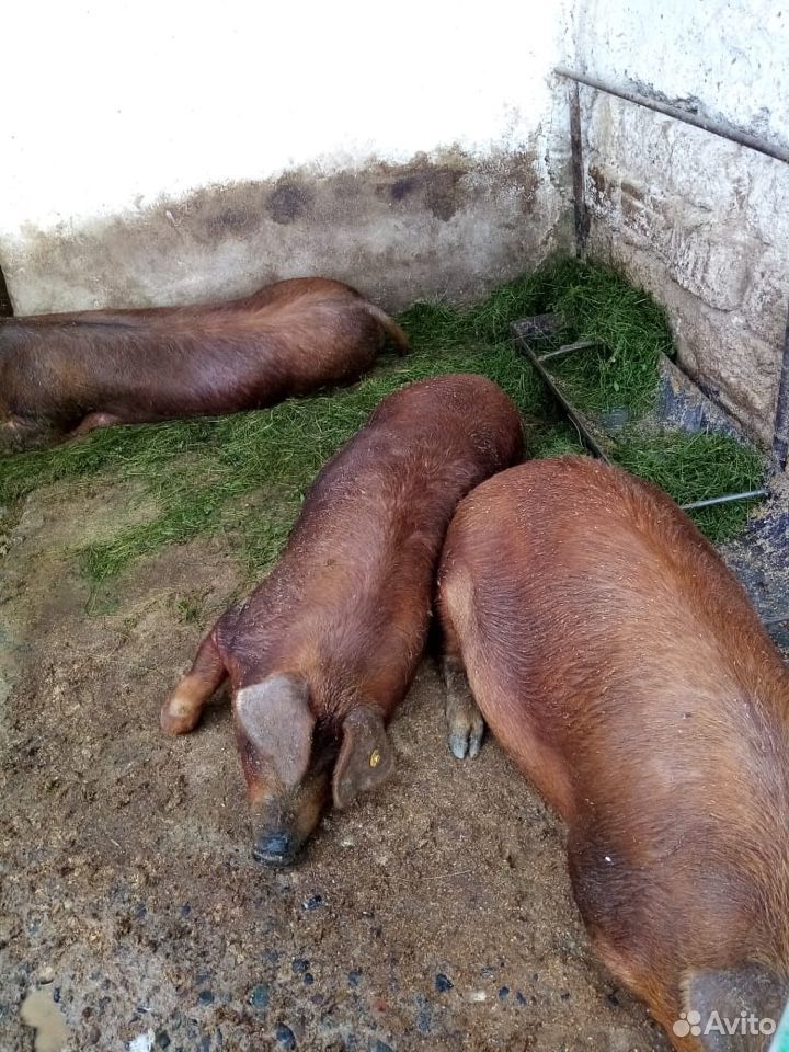 Свиньи дюрок