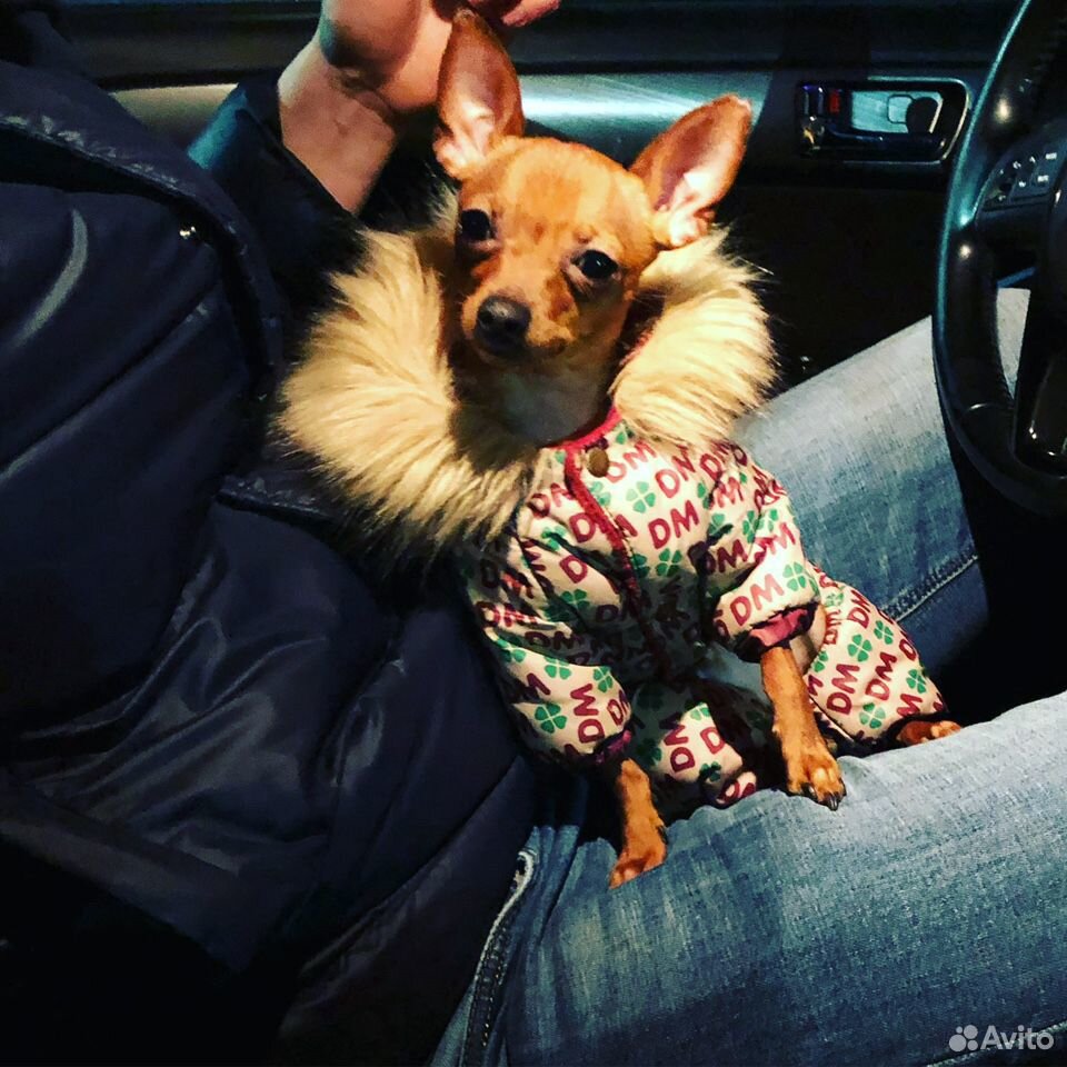 Собака той терьер