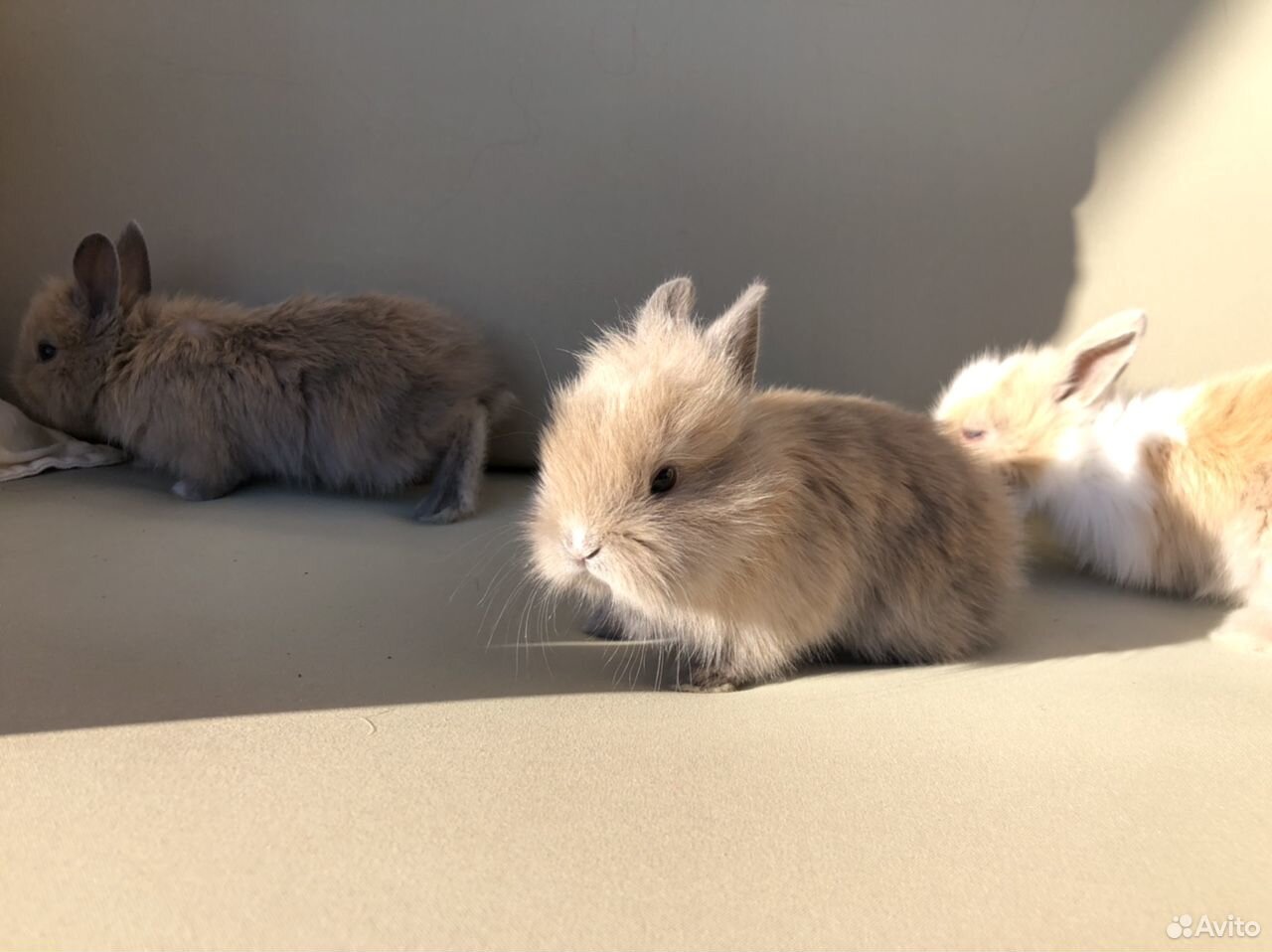 Крольчата 1 месяц