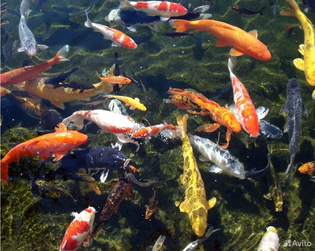 Рыба в пруд