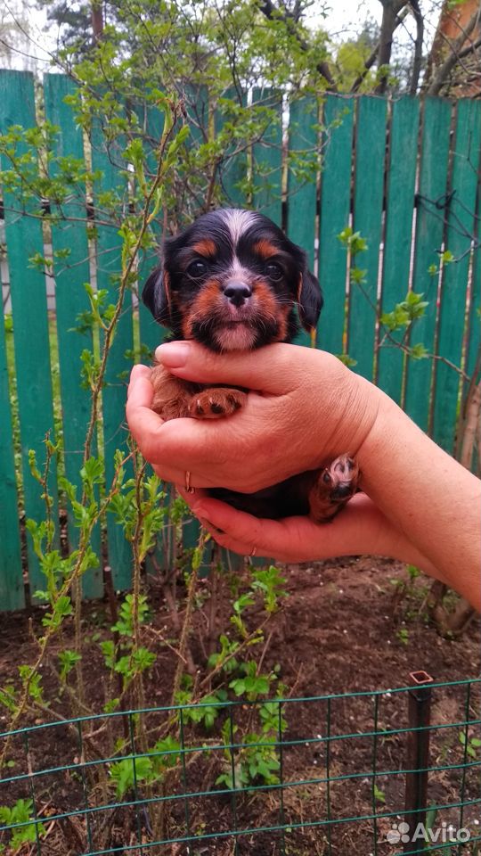 Кавалер мальчик