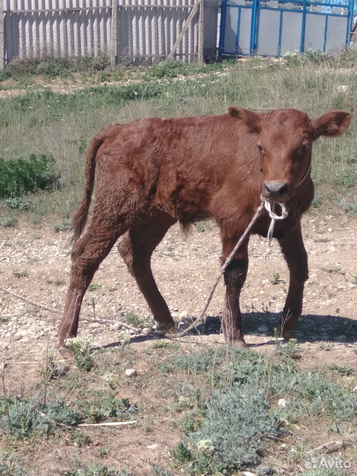 Бычек месячный