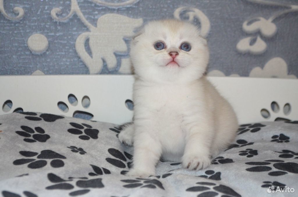 Шотландская кошка фолд