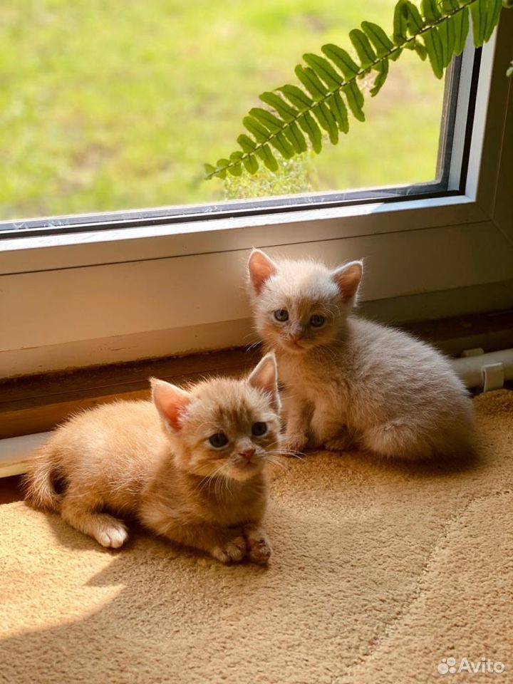 Игривые котятки