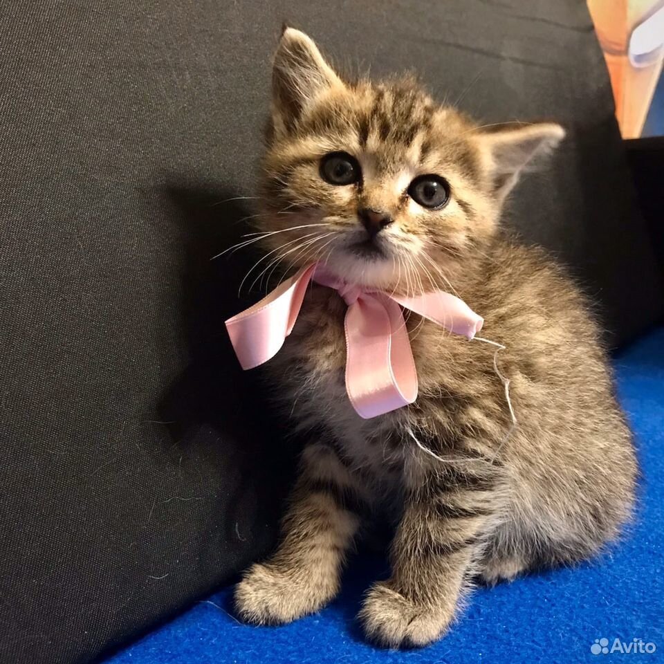 Котёнок Соня