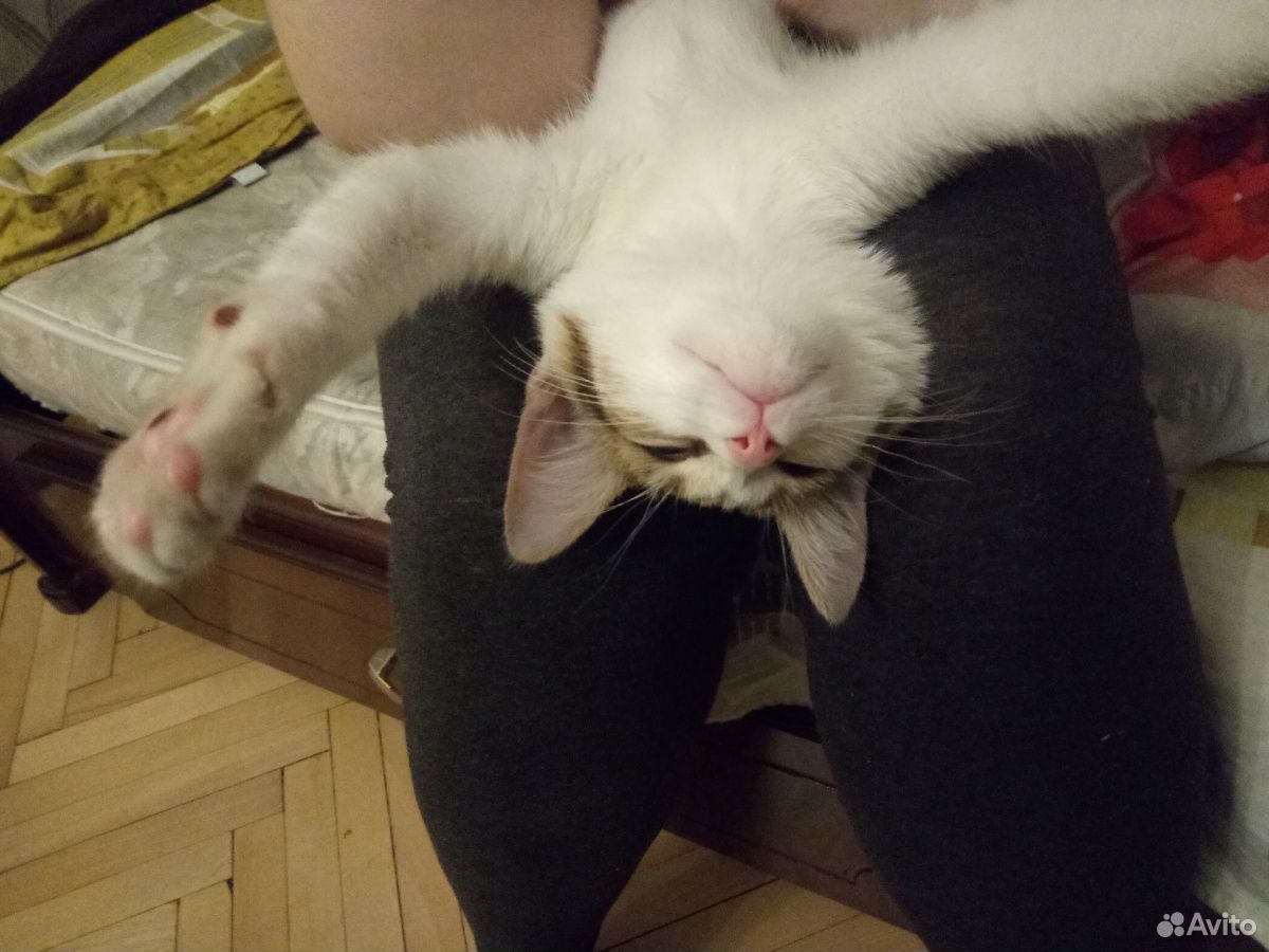 Отдадим молодого кота 7 месяцев
