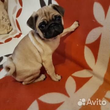 Щенок мопса