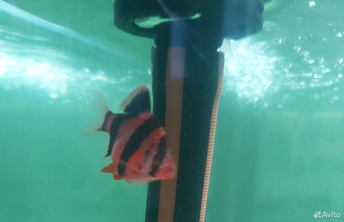 Отдам барбуса
