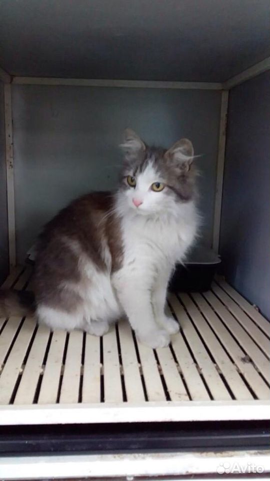 Сладкая куколка, малышка Лиззи в добрые ручки