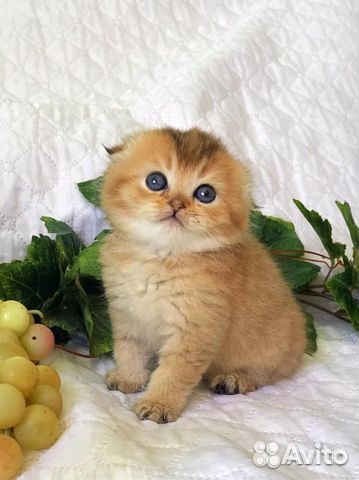 Яркие апельсинки