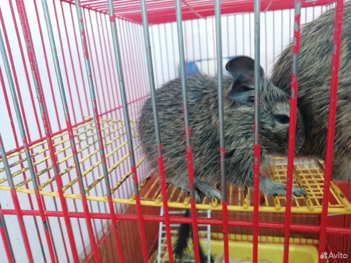 Малыши белочки