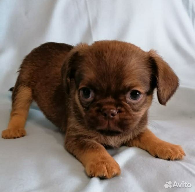 Щенок Пти брабансона девочка