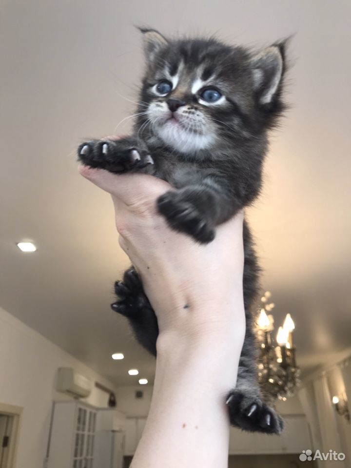 Котёнок (мальчик) Сибирский 4 недели