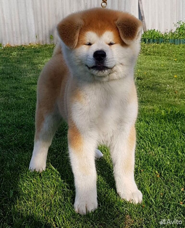 Яркие японцы