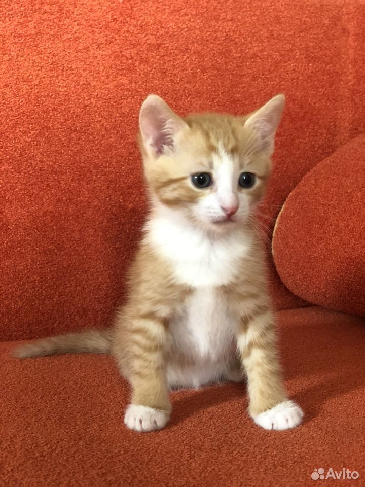 Котенок, мальчик, возраст 1 месяц