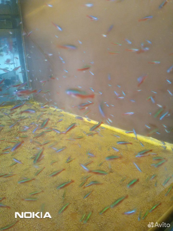 Неон красный