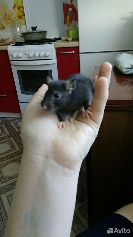 Продам ручных крыс