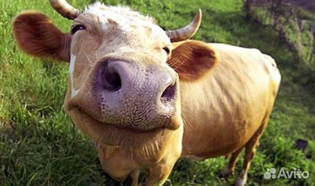 Корова живым весом мясная