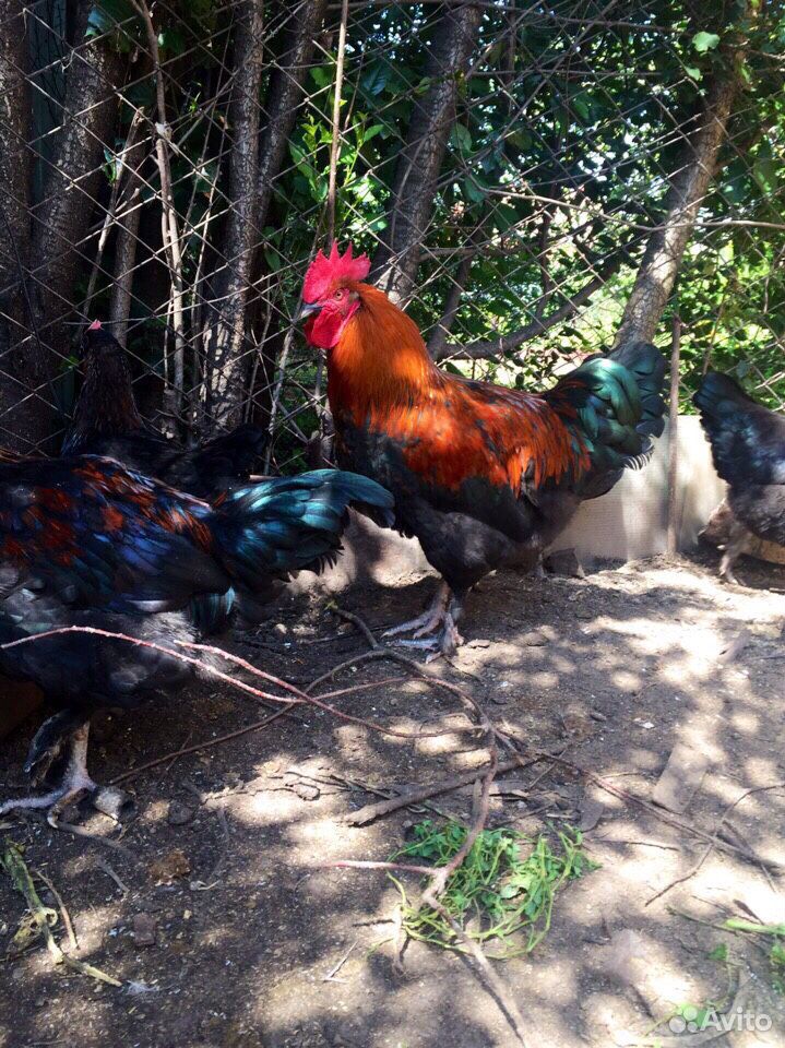 Маран черно-медный 2+1