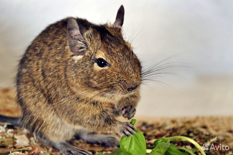Отдам 2 дегу, девочки, вместе с клеткой деревянной