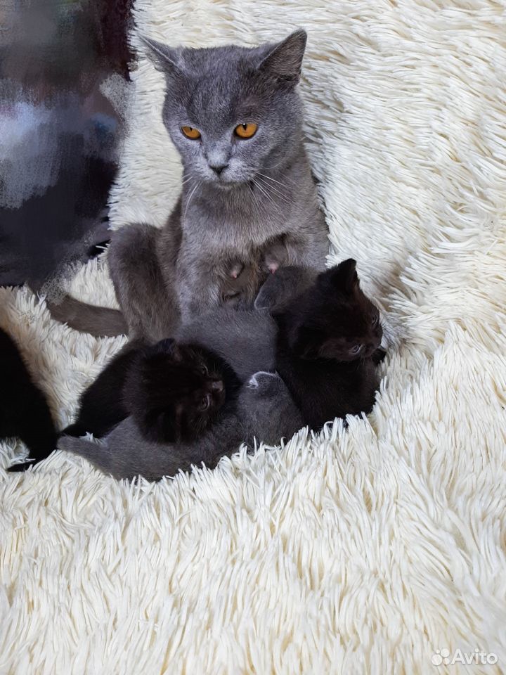 Шотландские котята