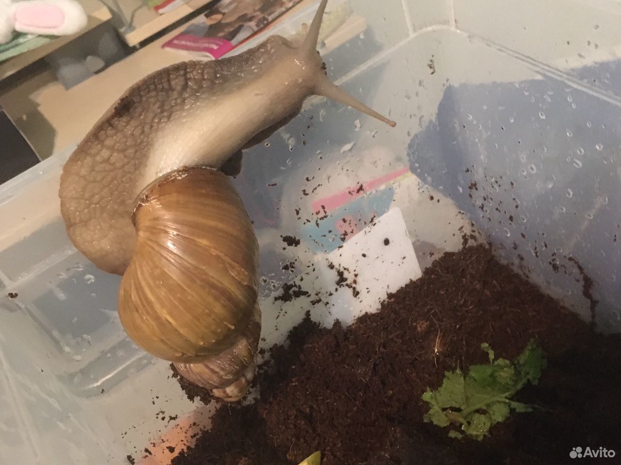 Продаётся крупная улитка 19 см. Раковина 12 см, ул