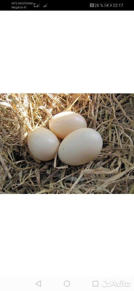Инкубационное яйцо индоуток