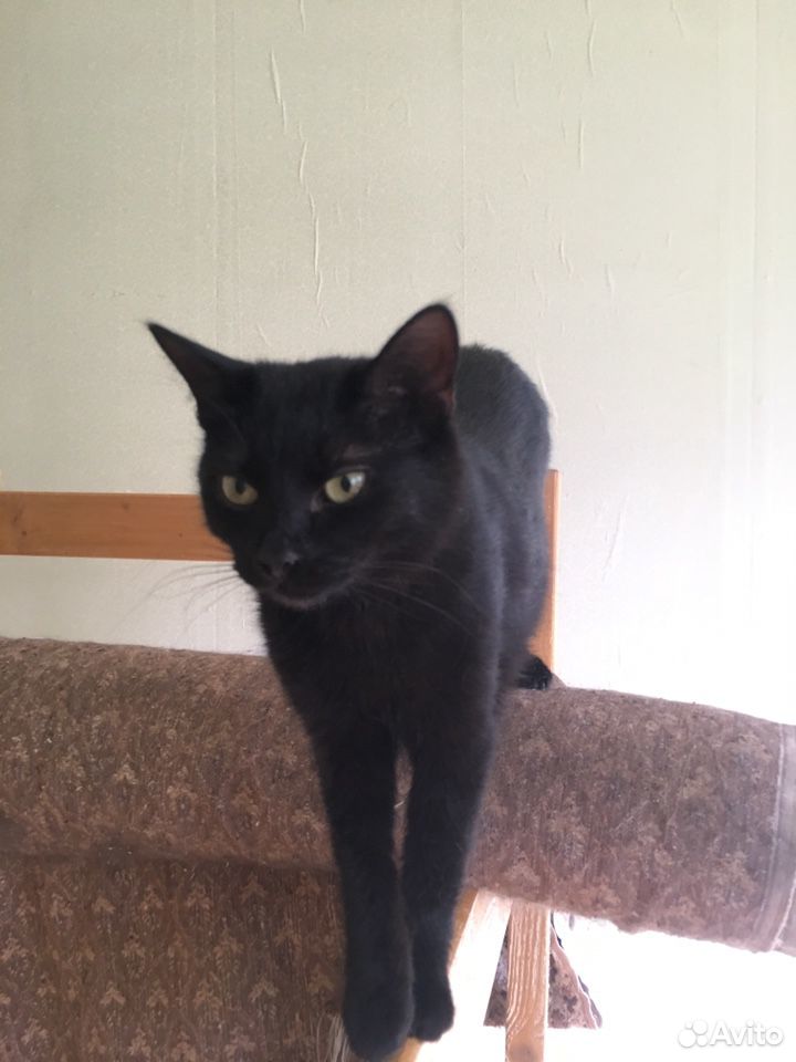 Чёрный котик Генрих в поисках дома