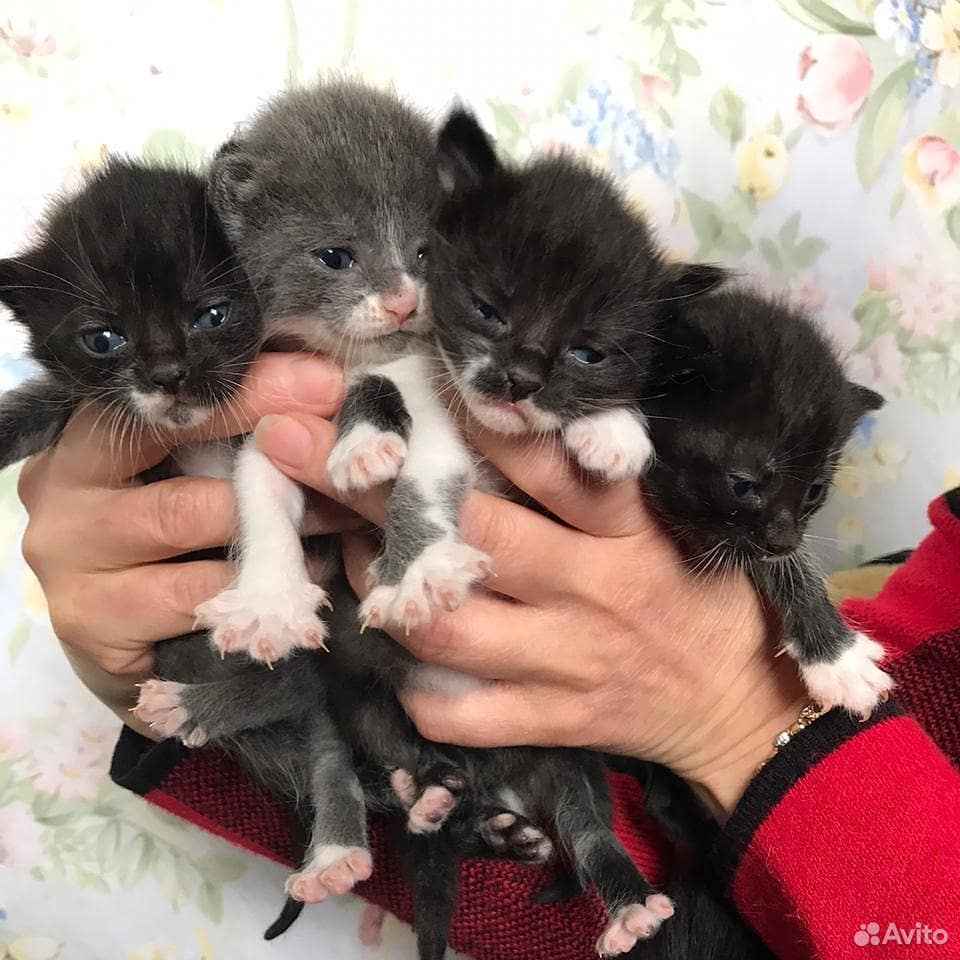 Котята