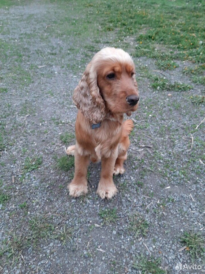 Вязка спаниель