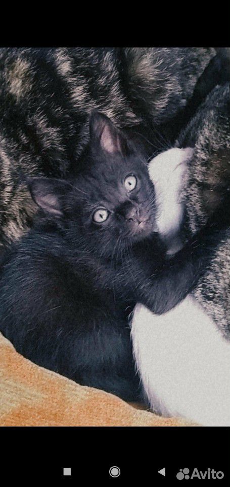 Кошка