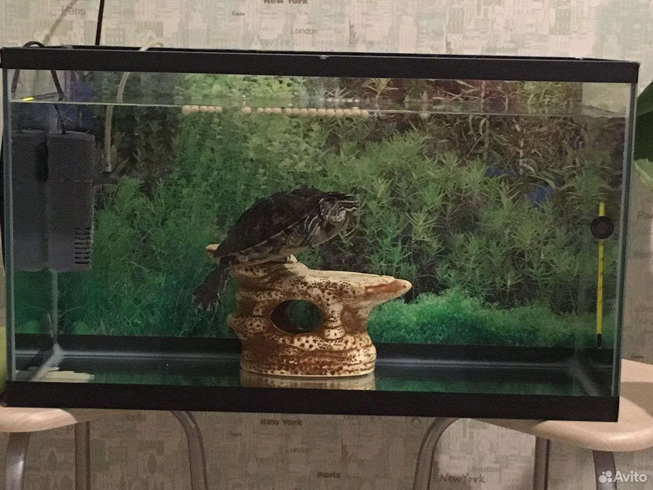 Красноухая черепаха