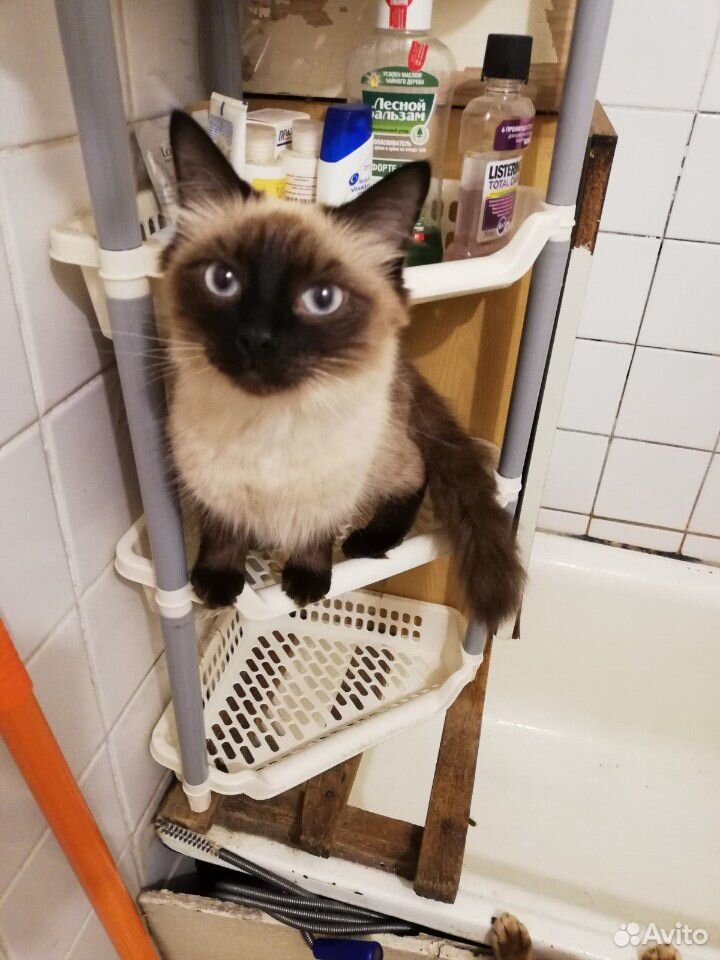 Кошечка бирманская